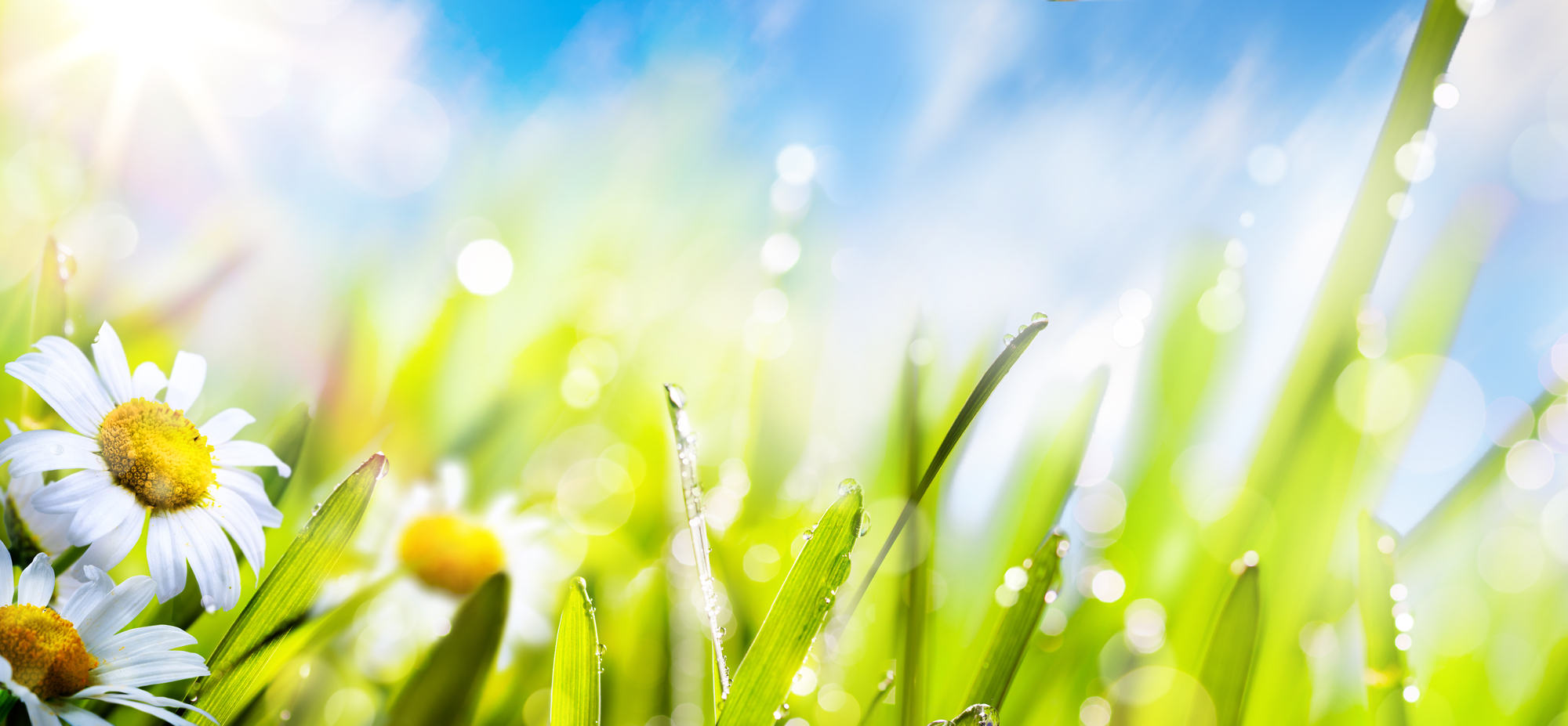 art spring summer flower background; fresh grass on sun sky – Providing ...